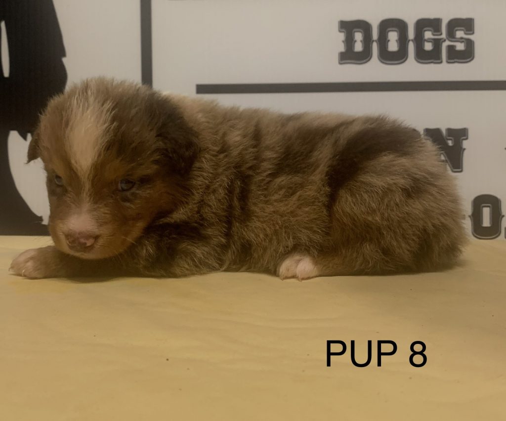 Cowboys Australian Shepherds